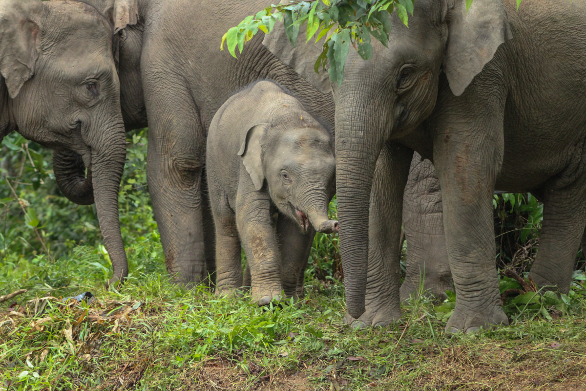 Malaysia: Borneo - A chance meeting with pygmy elephants - Hoblets On ...