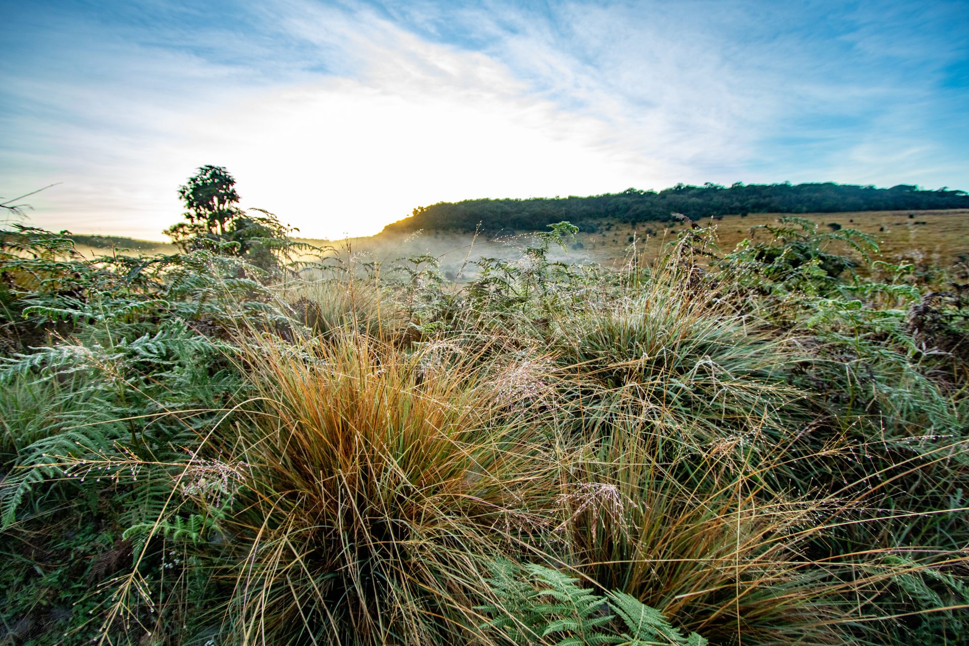 Sri Lanka: Highlands - Horton Plains - Hoblets On The Go