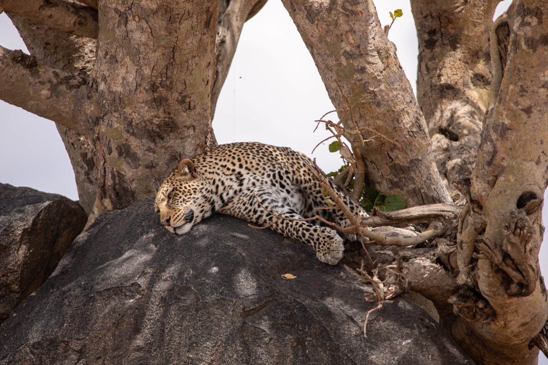 Tanzania: Serengeti National Park - Hoblets On The Go