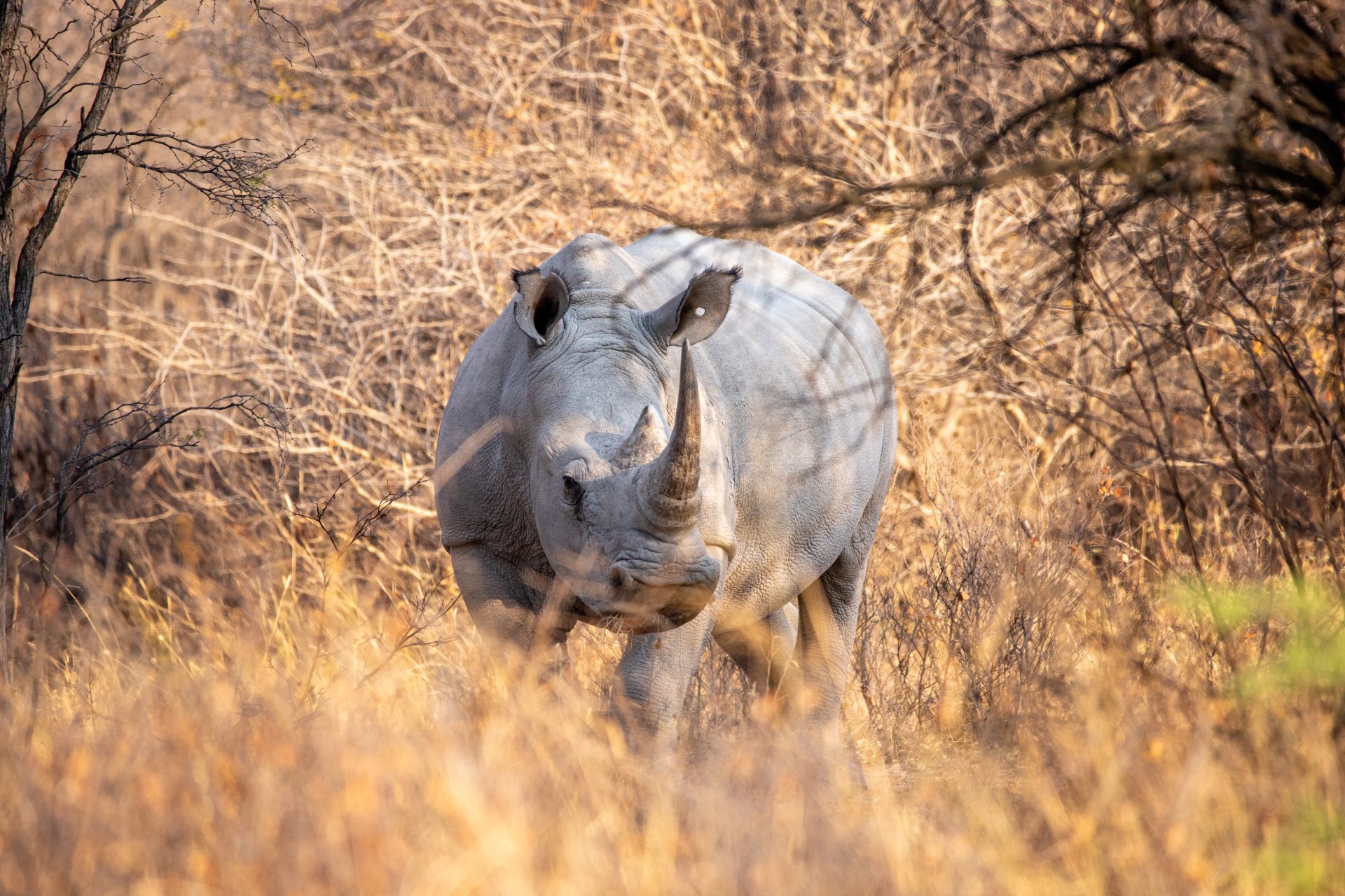 Botswana: Khama Rhino Sanctuary - Hoblets On The Go