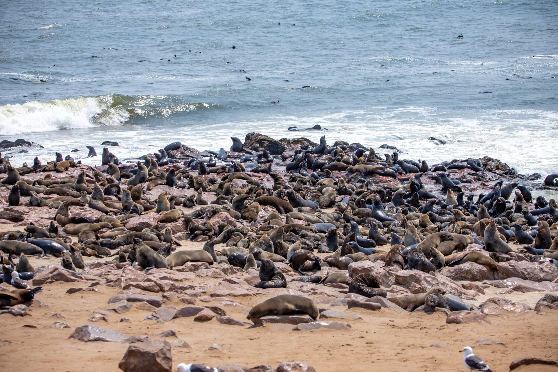 Namibia: Cape Cross & The Skeleton Coast - Hoblets On The Go