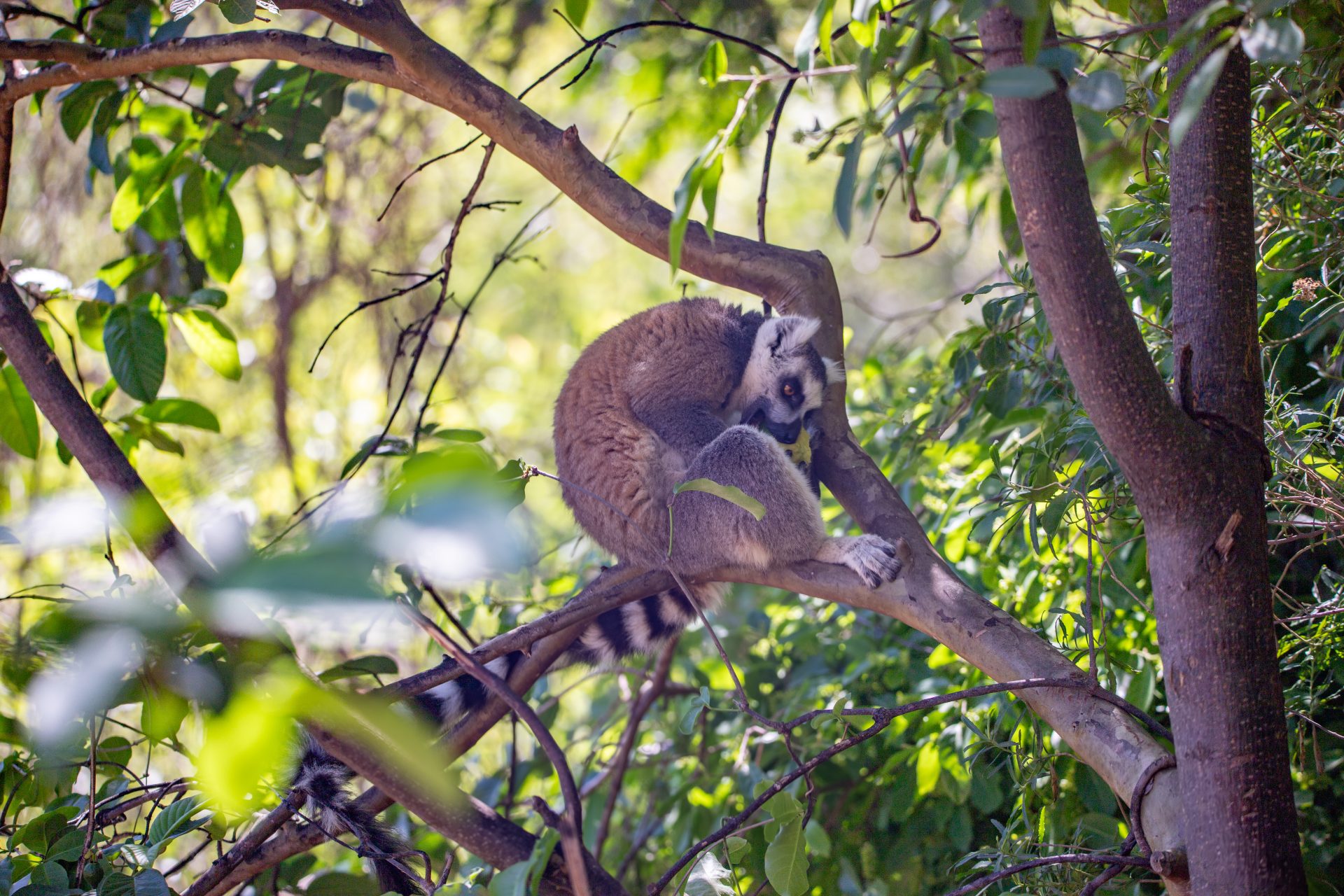 Madagascar: Paper making and Anja Community Reserve - Hoblets On The Go